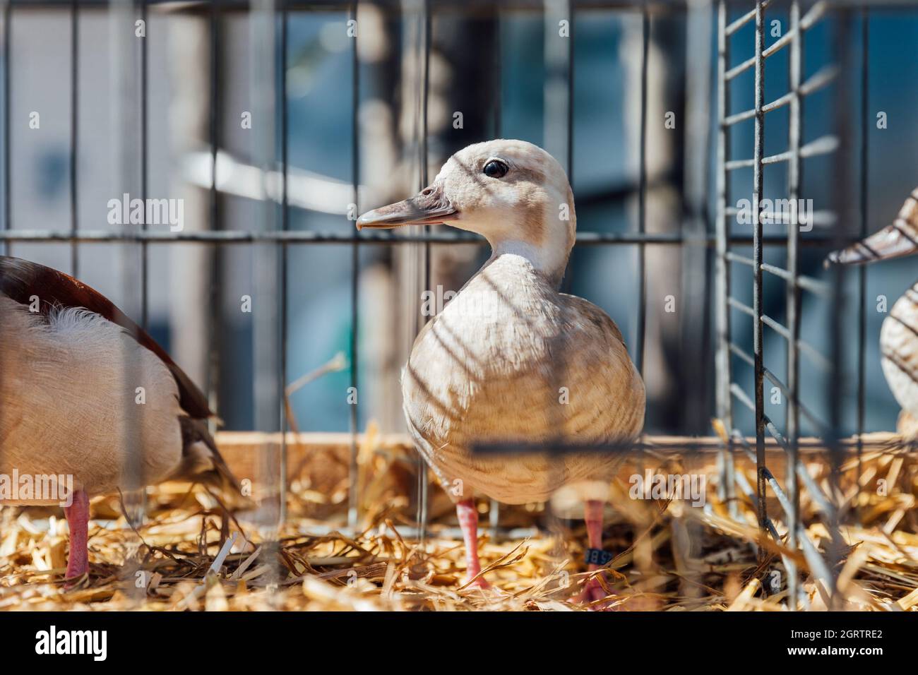 Duck in cage hi-res stock photography and images - Alamy