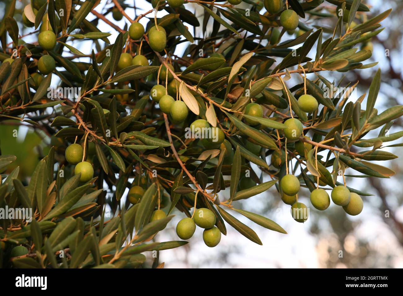 Green olives ripen on the branches of the tree Stock Photo - Alamy
