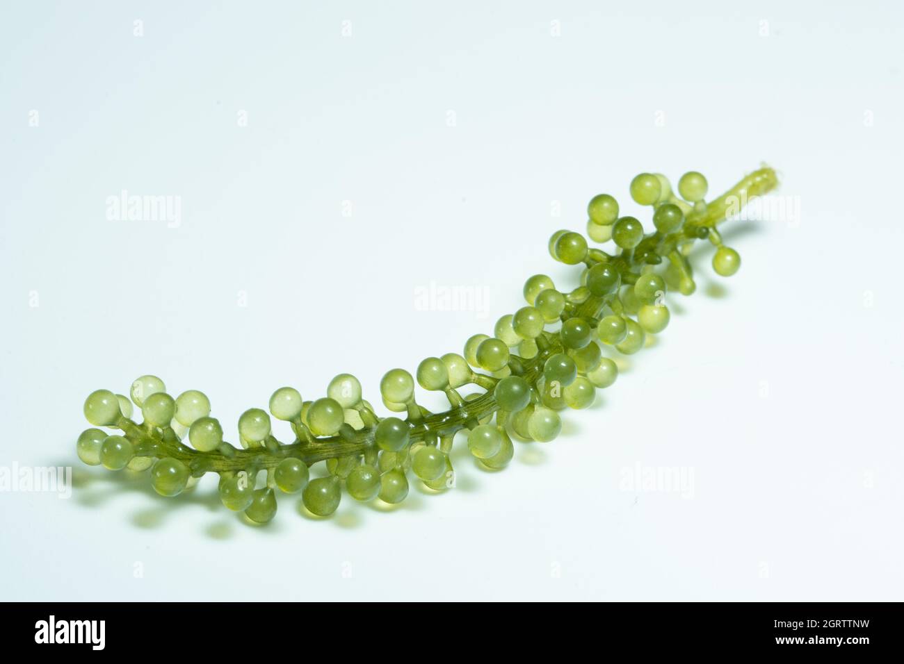 Caulerpa Lentillifera High Resolution Stock Photography and Images - Alamy