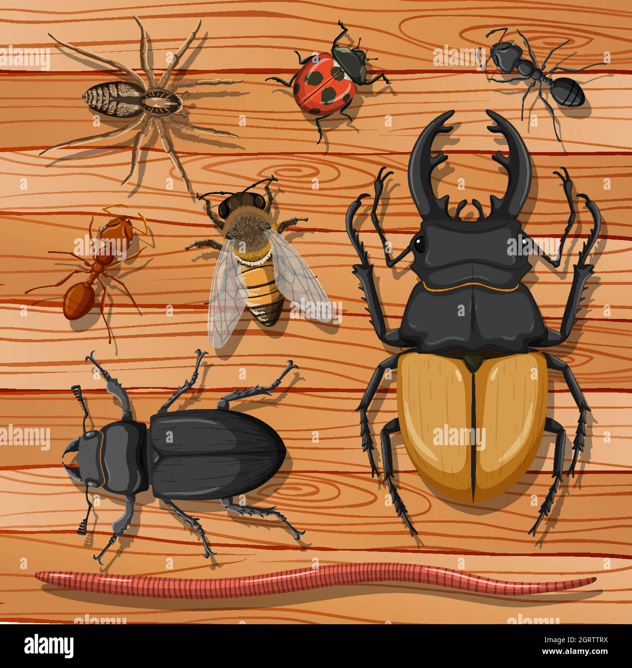 Wooden beetles Stock Vector Images - Alamy
