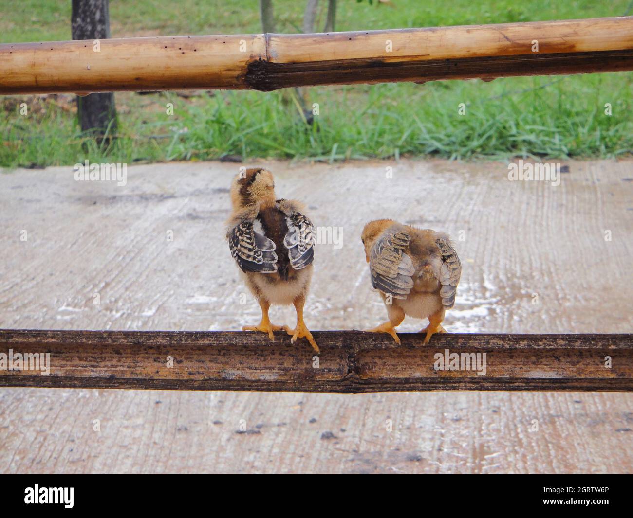 Wild animal chirping hi-res stock photography and images - Alamy