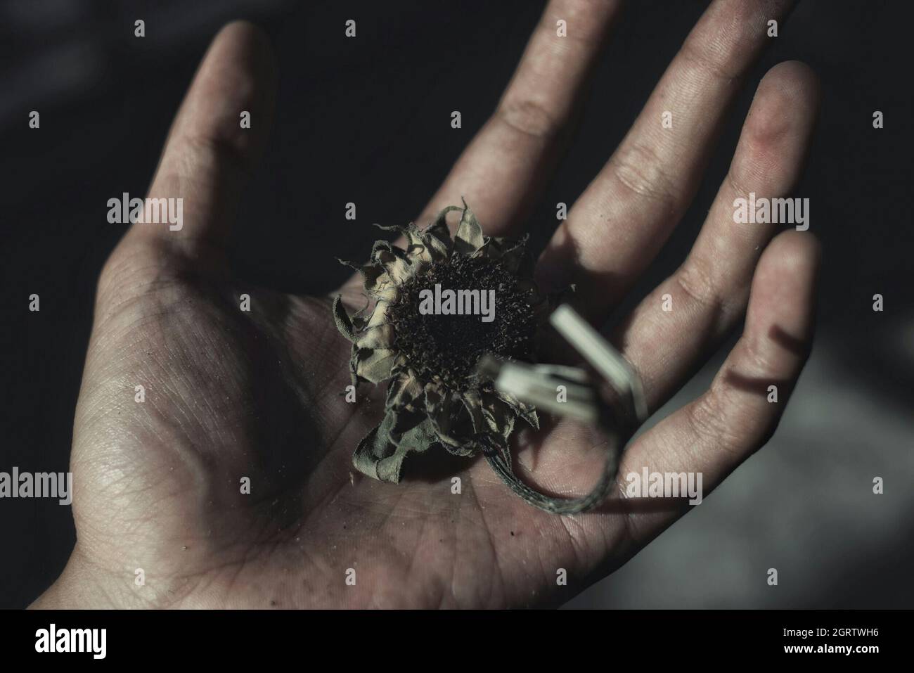 Rotten sunflower hi-res stock photography and images - Alamy