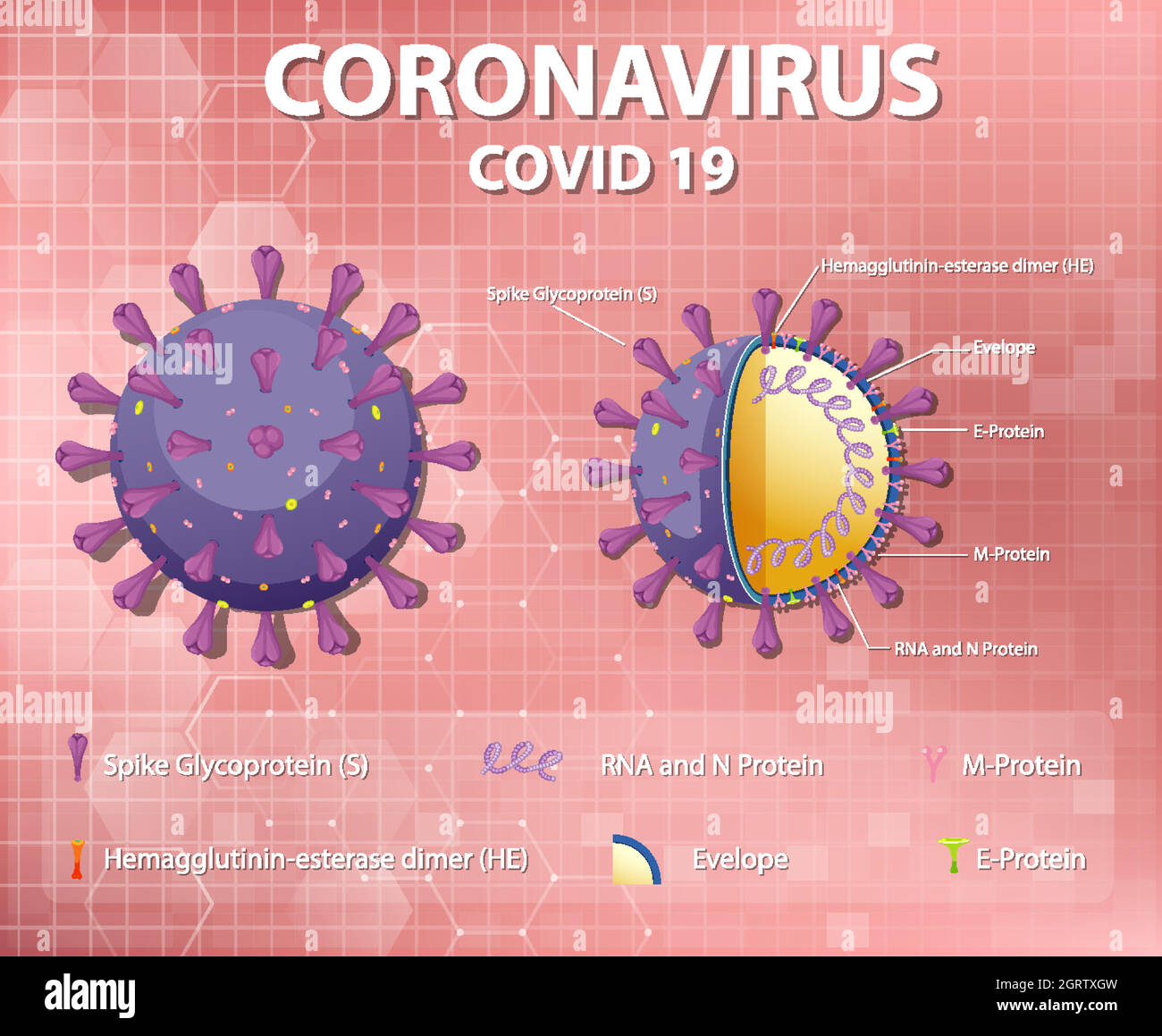 Diagram of Corona virus particle structure Stock Vector Image & Art - Alamy