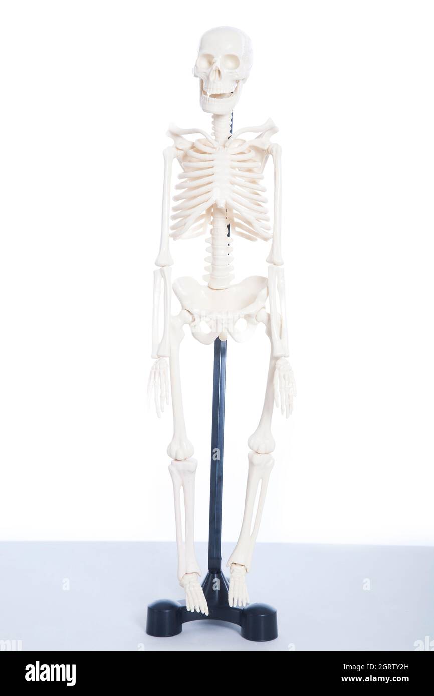 Cut human bone hi-res stock photography and images - Alamy