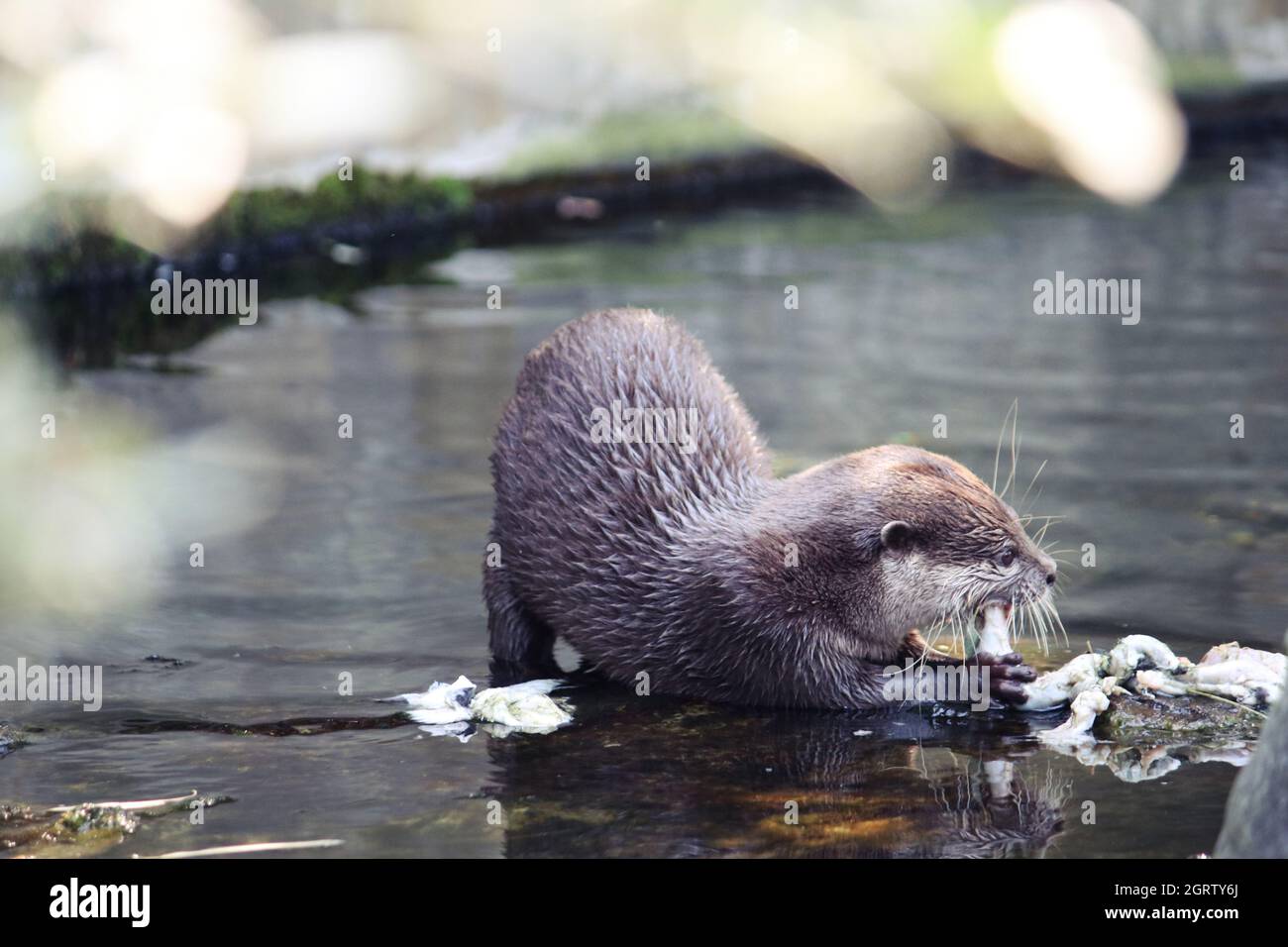 Drinking otter hi-res stock photography and images - Alamy