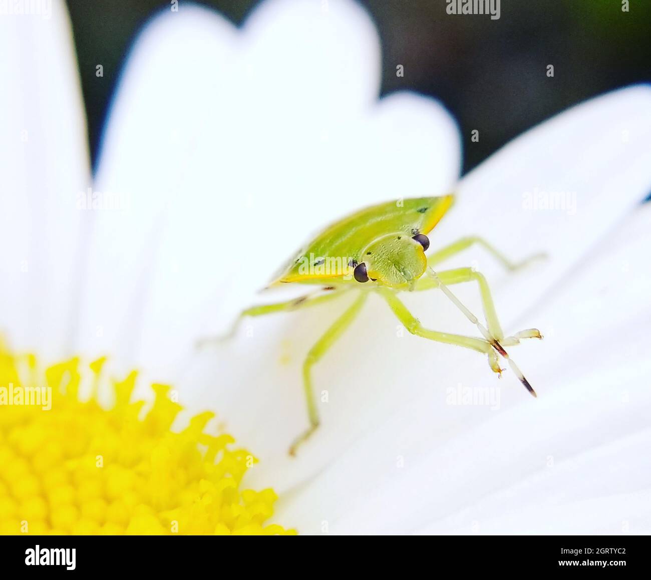 Stink bug face hi-res stock photography and images - Alamy