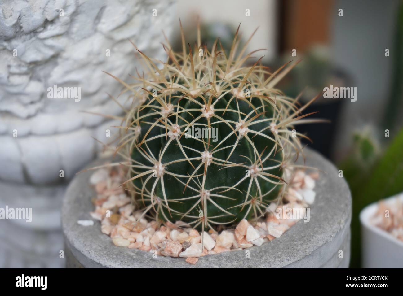 Melo cactus hi-res stock photography and images - Alamy