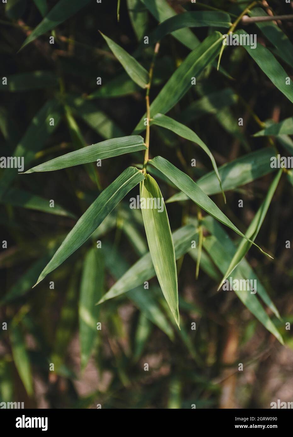 Bamboo blade hi-res stock photography and images - Alamy