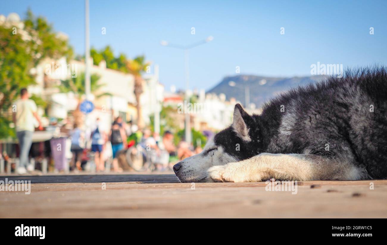 Foca animal hi-res stock photography and images - Alamy