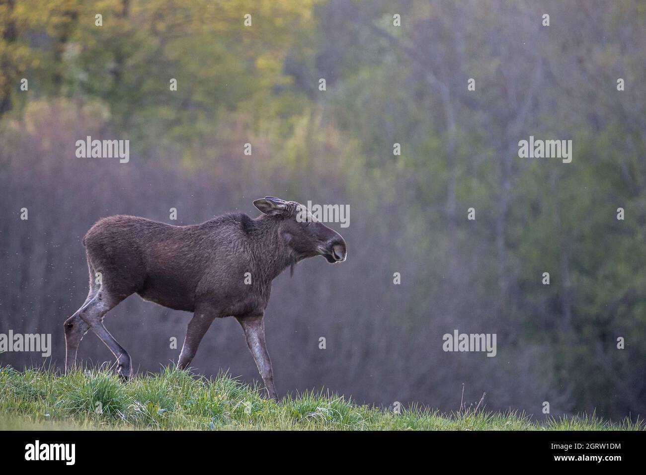 Side View Moose Walking On High Resolution Stock Photography and Images ...