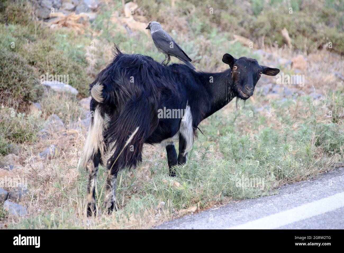 Kos goat hi-res stock photography and images - Alamy
