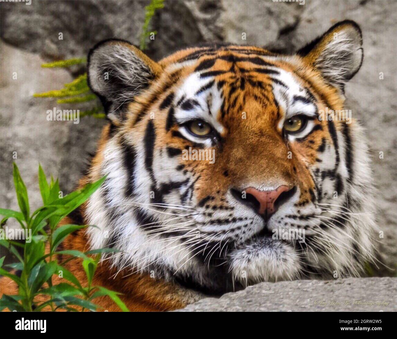 Tiger in berlin zoo hi-res stock photography and images - Alamy
