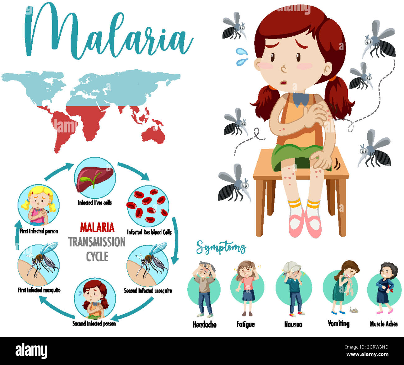 Malaria transmission cycle and symptom information infographic Stock ...