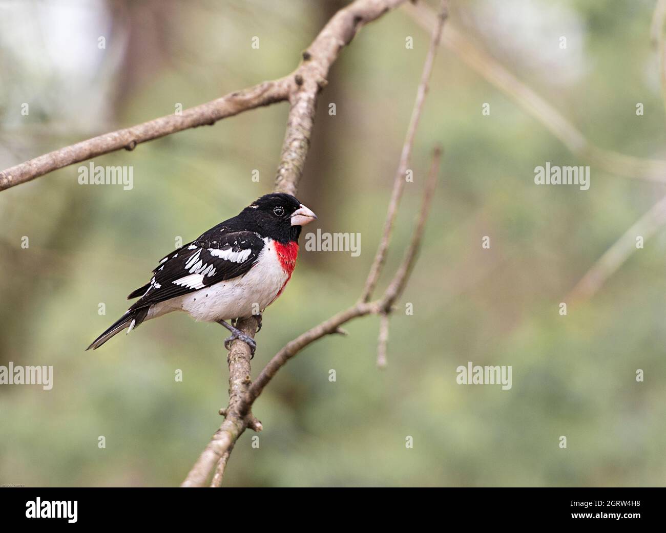 Grossbeak hi-res stock photography and images - Alamy