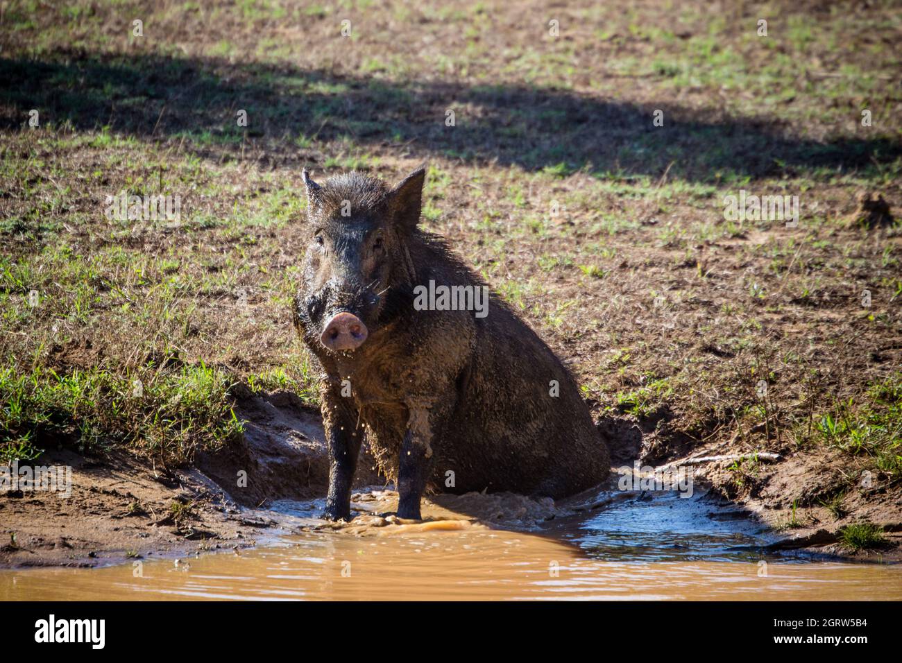 Warthogs looking into camera hi-res stock photography and images - Alamy