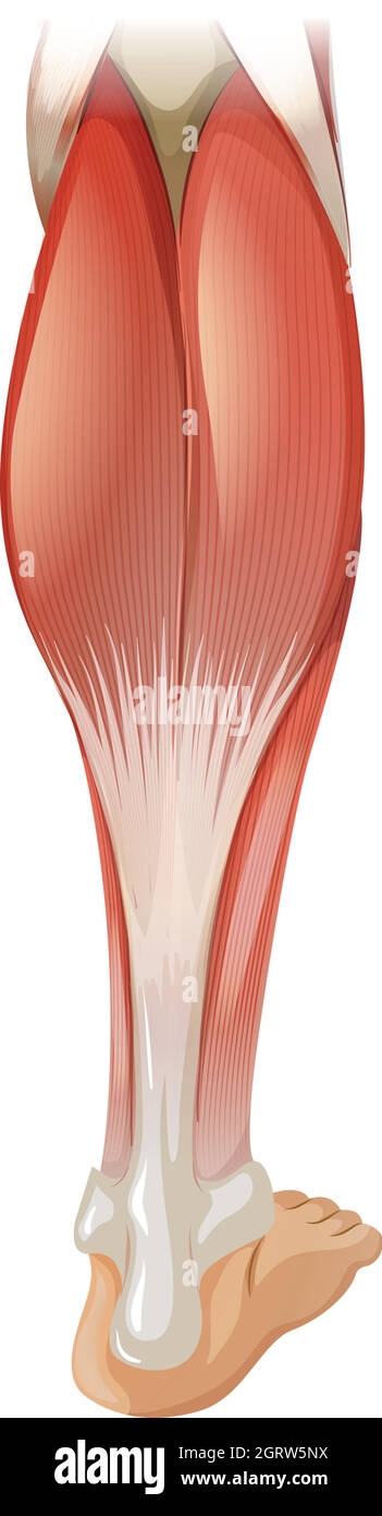 Human muscle chart hi-res stock photography and images - Alamy