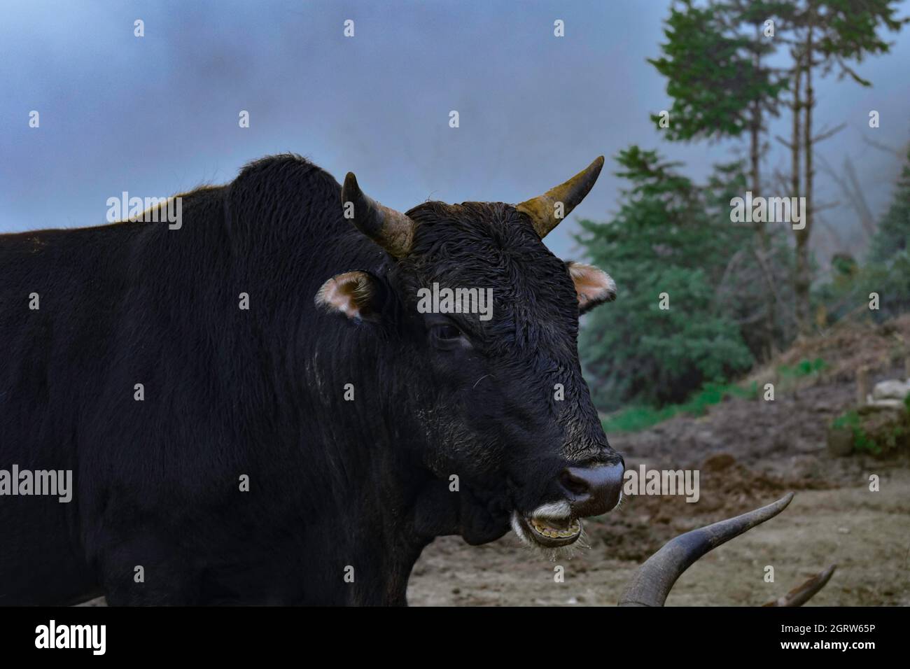 Himalayan cattle hi-res stock photography and images - Alamy