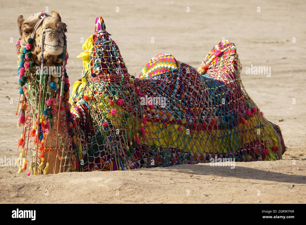 Camel colored hi-res stock photography and images - Alamy
