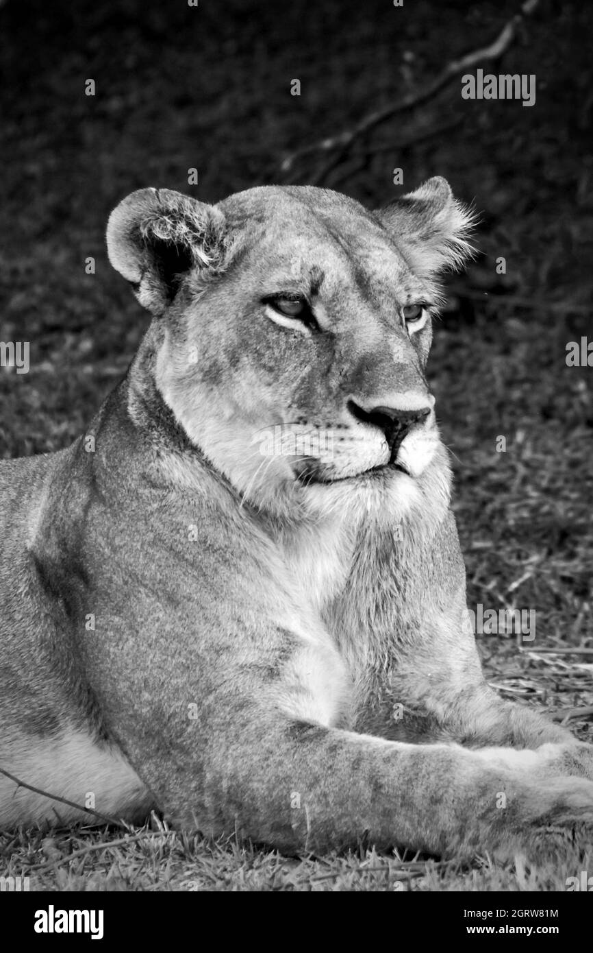 Botswana close up lion sitting hi-res stock photography and images - Alamy