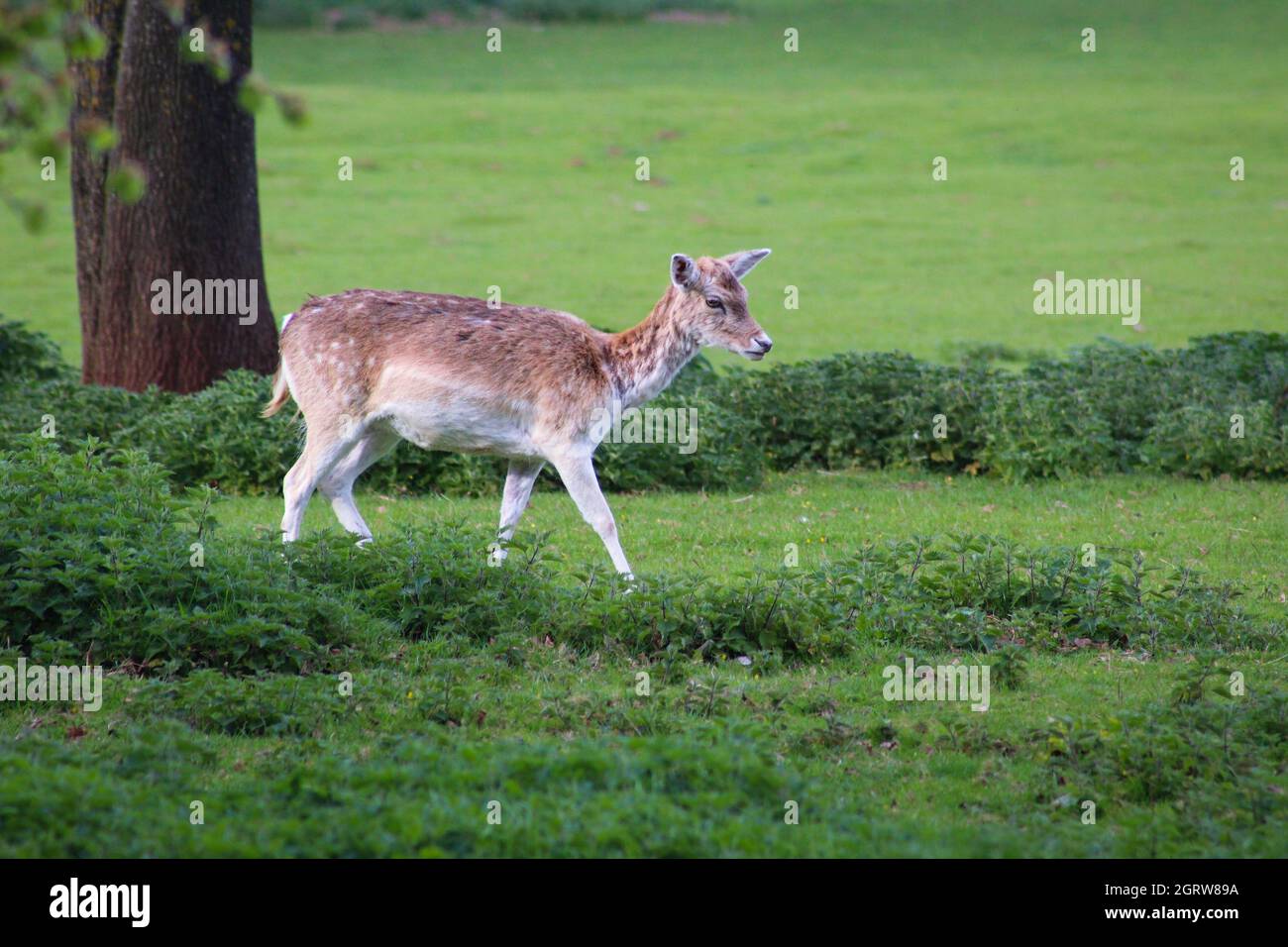 Deer fallow animal side view hi-res stock photography and images - Alamy