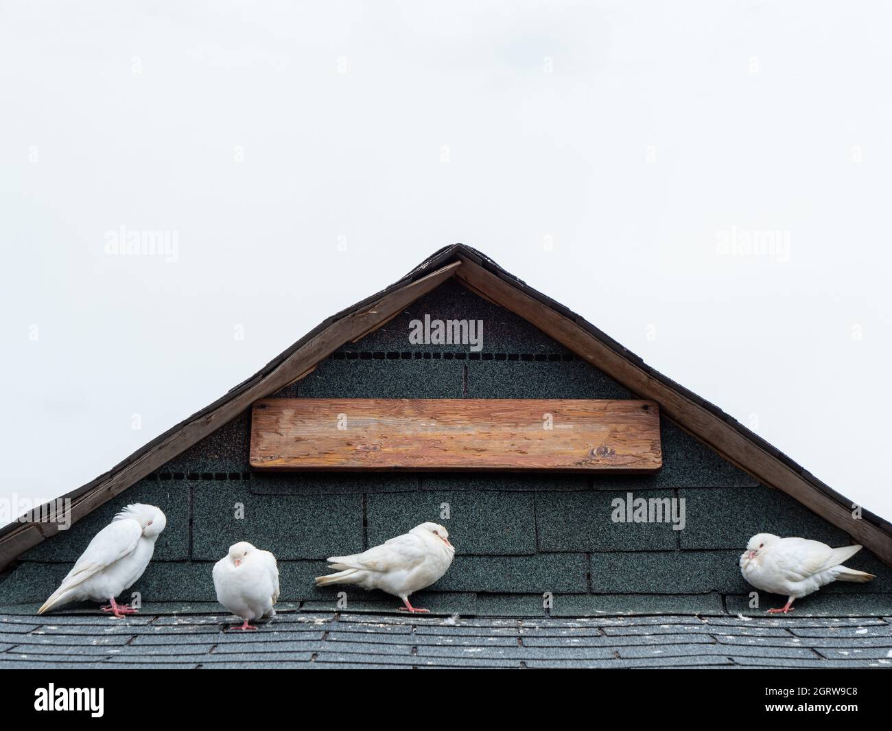 Pigeons at bar hi-res stock photography and images - Alamy
