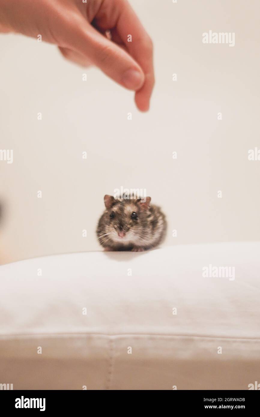Human and pet mouse hi-res stock photography and images - Alamy