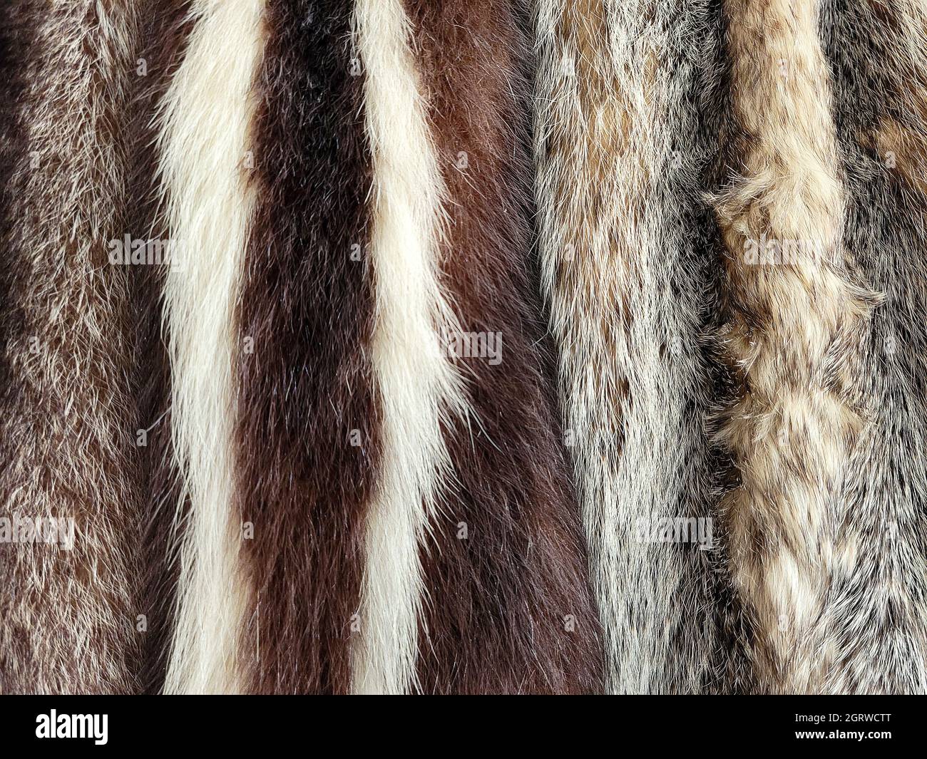 Hanging skunk and fox fur pelts background Stock Photo - Alamy