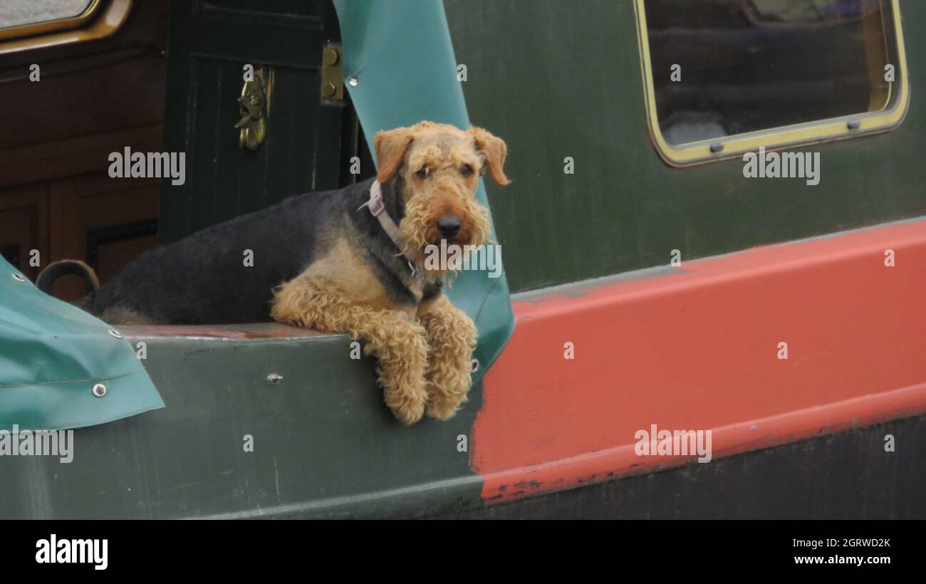 Dog on barge hi-res stock photography and images - Alamy