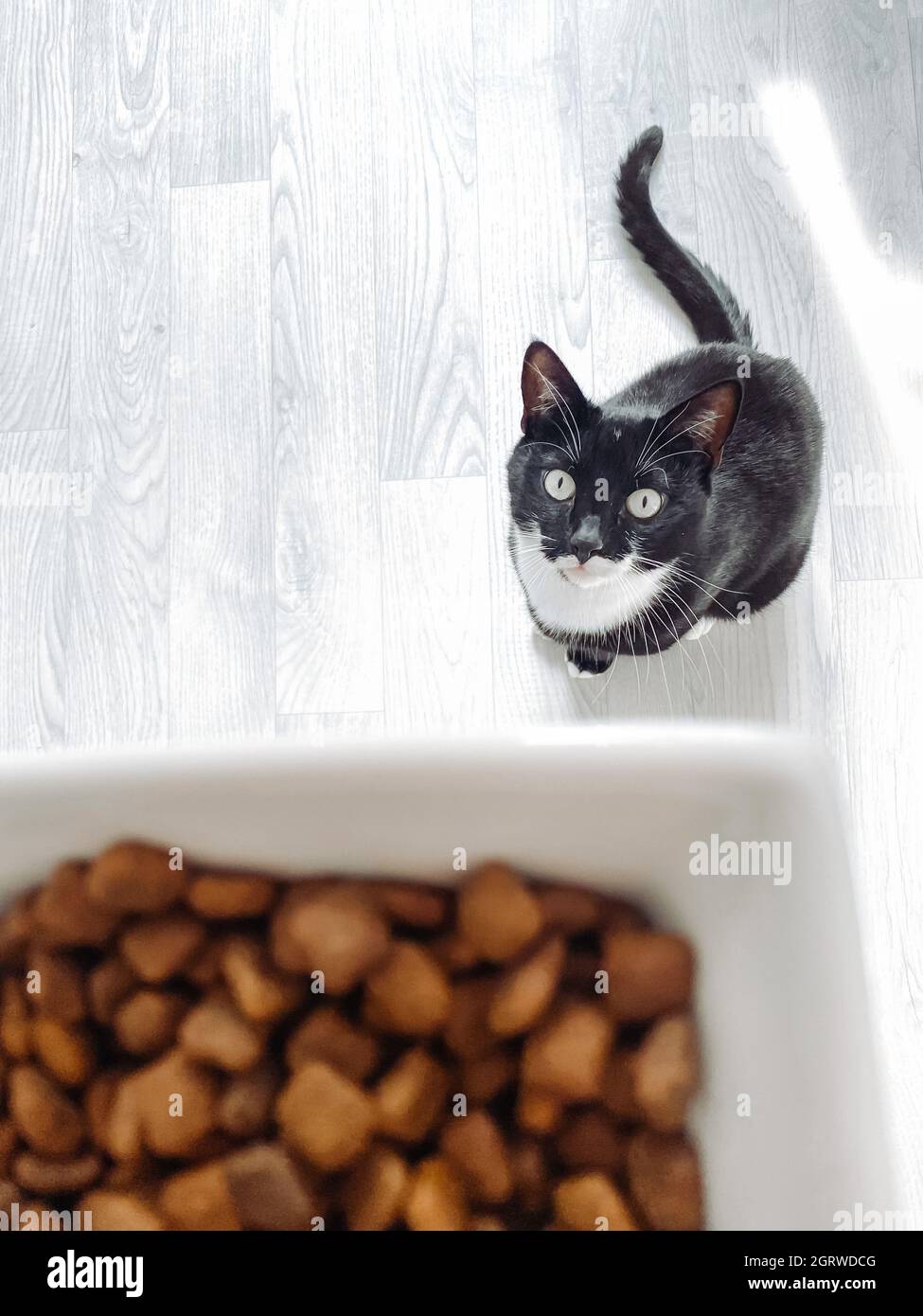 Vertical shot of a hungry cat looking up to food Stock Photo - Alamy