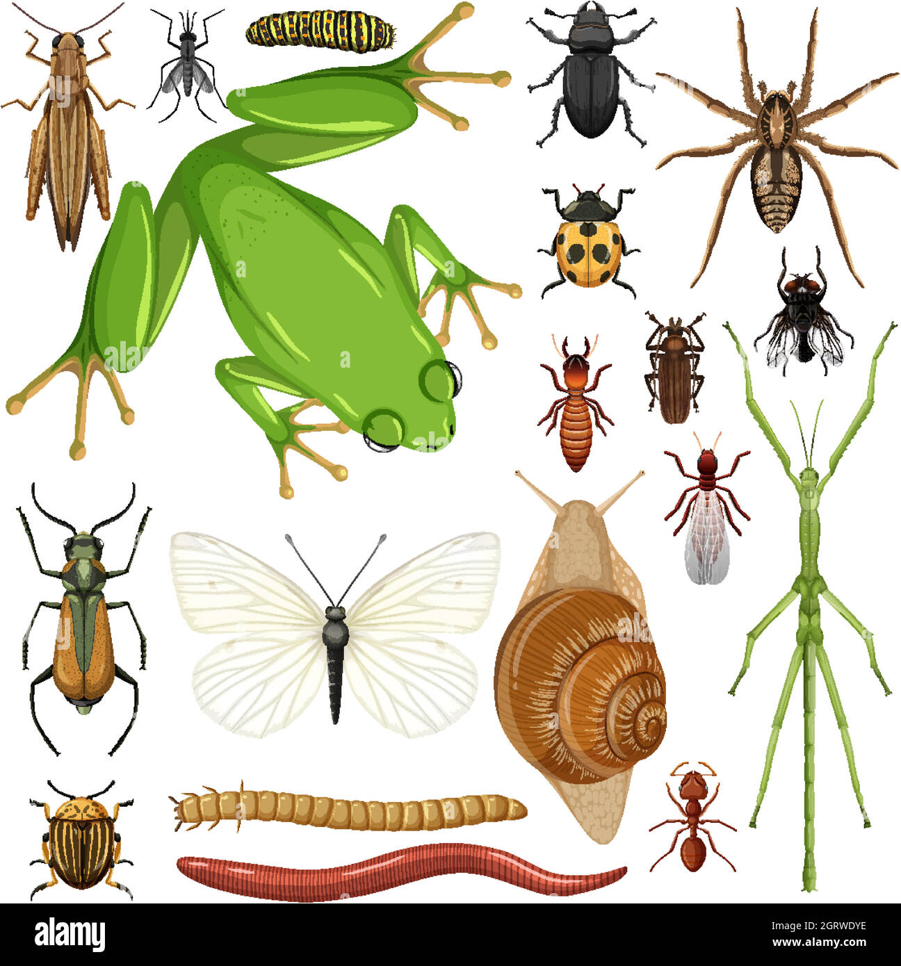 Set of different insects on white background Stock Vector Image & Art ...