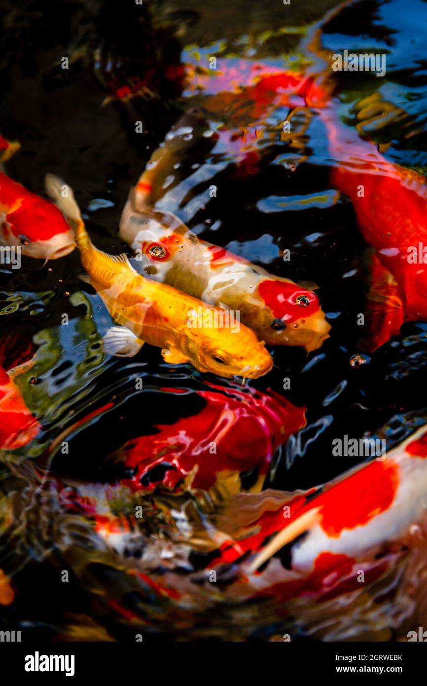 Dispersión animal hi-res stock photography and images - Alamy