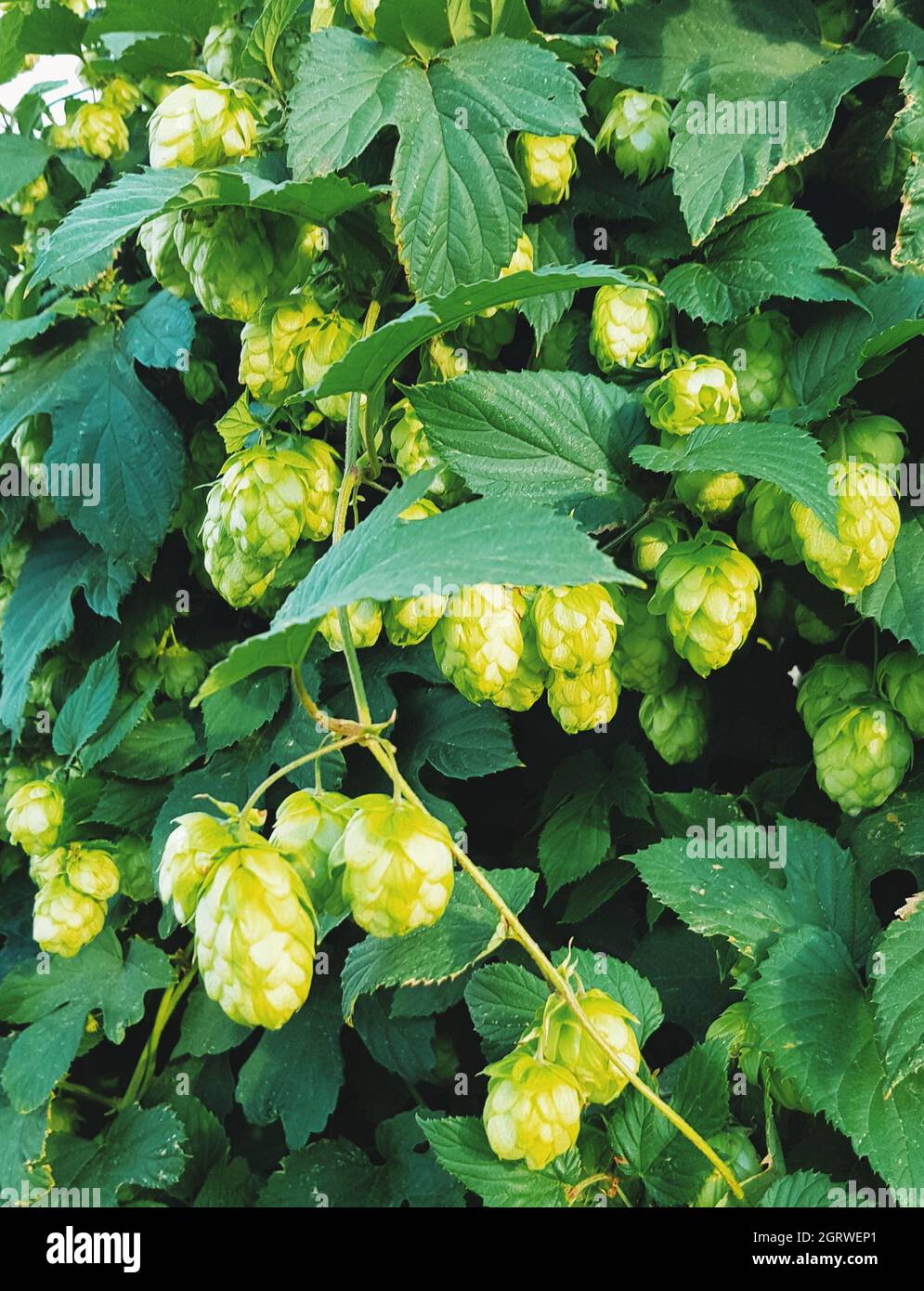 Hops stem to stem hi-res stock photography and images - Alamy