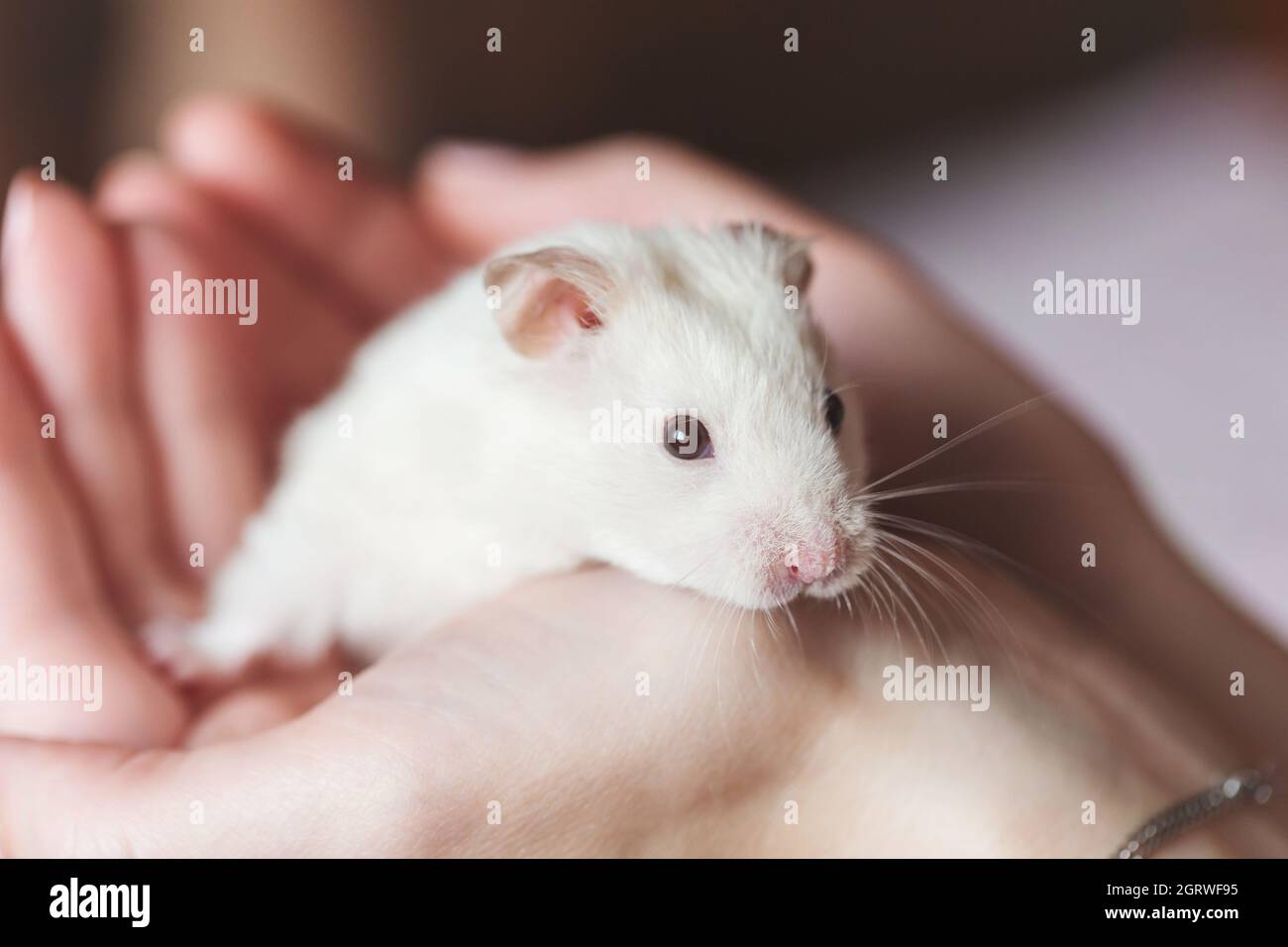 Hamster in hands hi-res stock photography and images - Alamy
