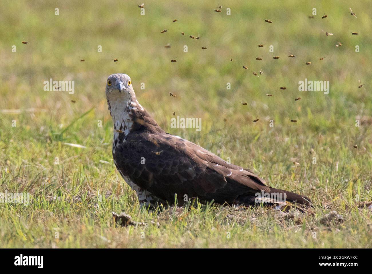 European honey buzzard (Pernis apivorus) surrounded by wasps Stock ...