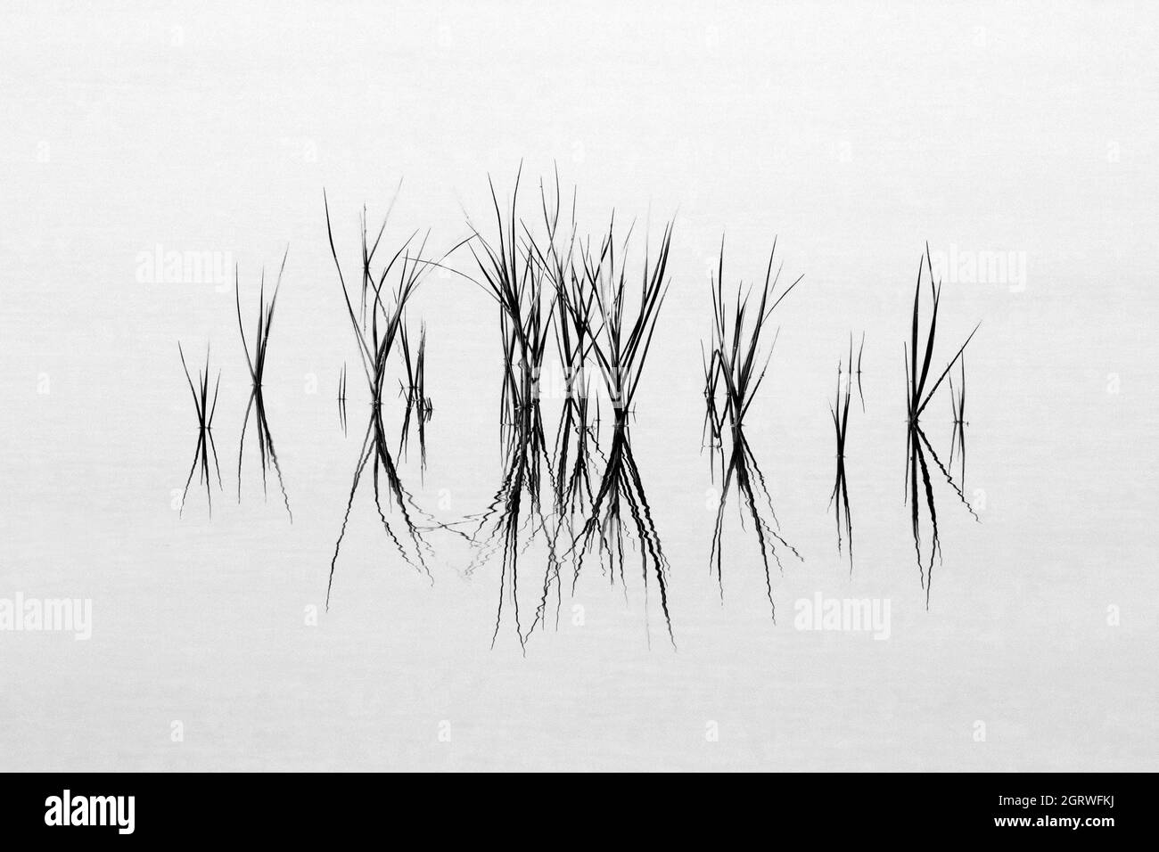 Reflective water on background Black and White Stock Photos & Images ...