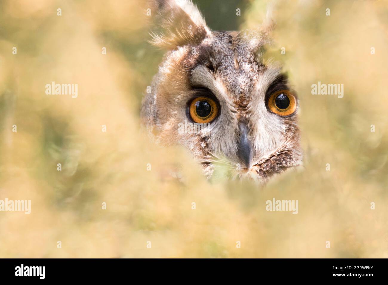 Lesser horned owl hi-res stock photography and images - Alamy