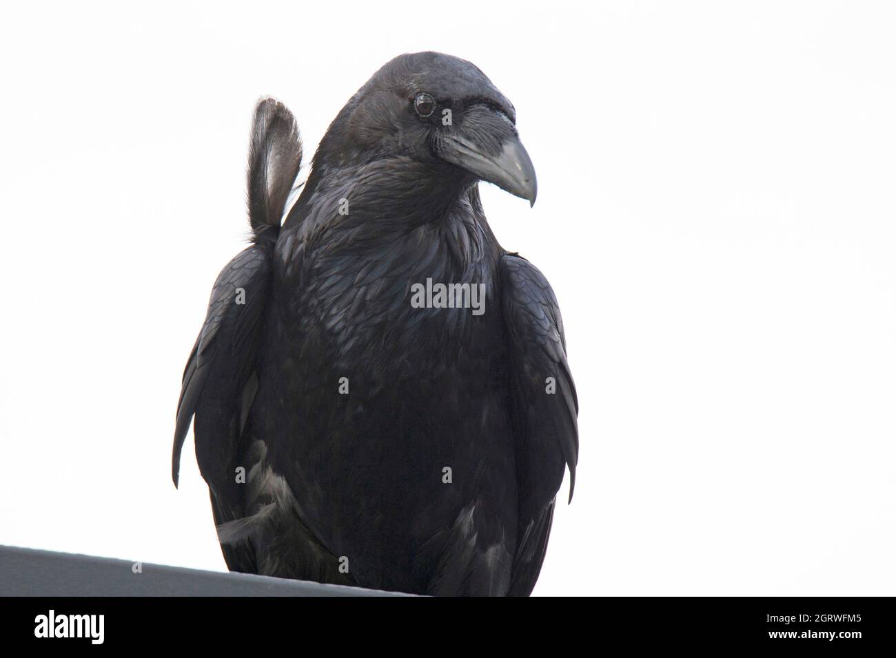 Common raven (Corvus corax Stock Photo - Alamy