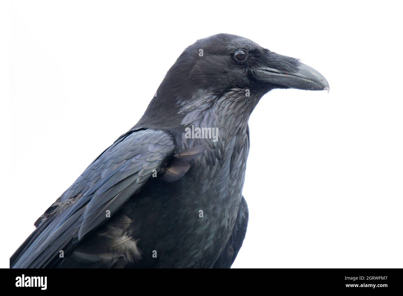 Common raven (Corvus corax Stock Photo - Alamy