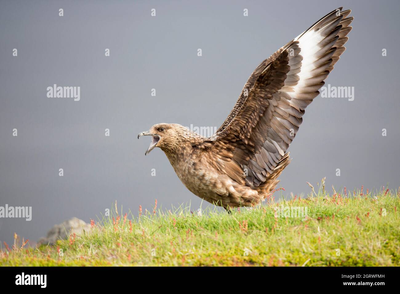 Great skua (Stercorarius skua Stock Photo - Alamy