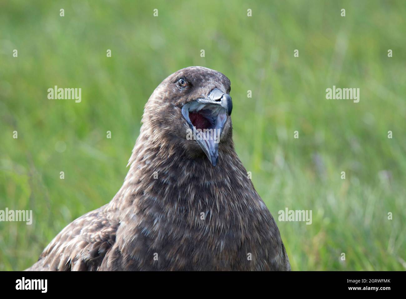 Great skua (Stercorarius skua Stock Photo - Alamy