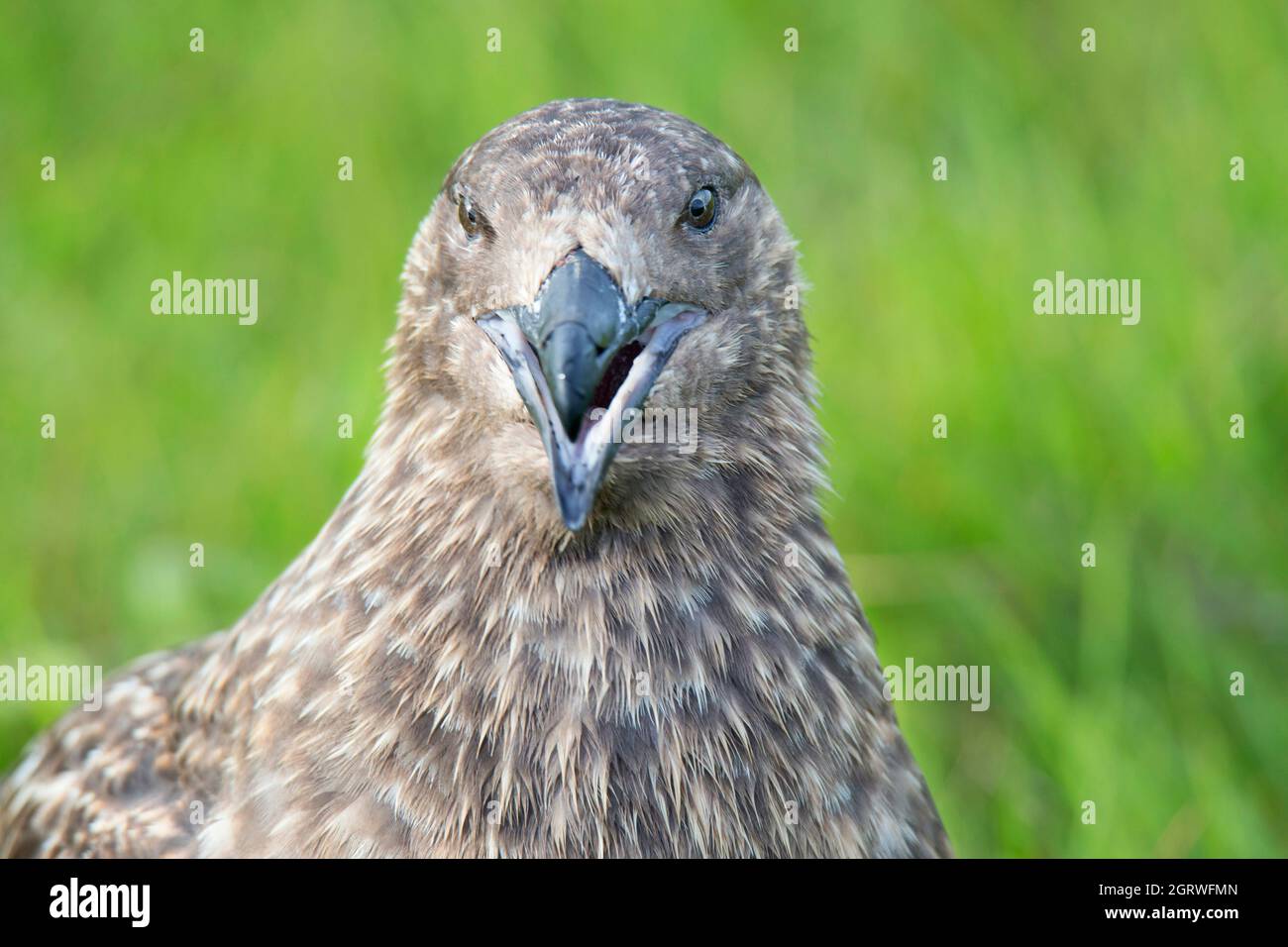 Great skua (Stercorarius skua Stock Photo - Alamy