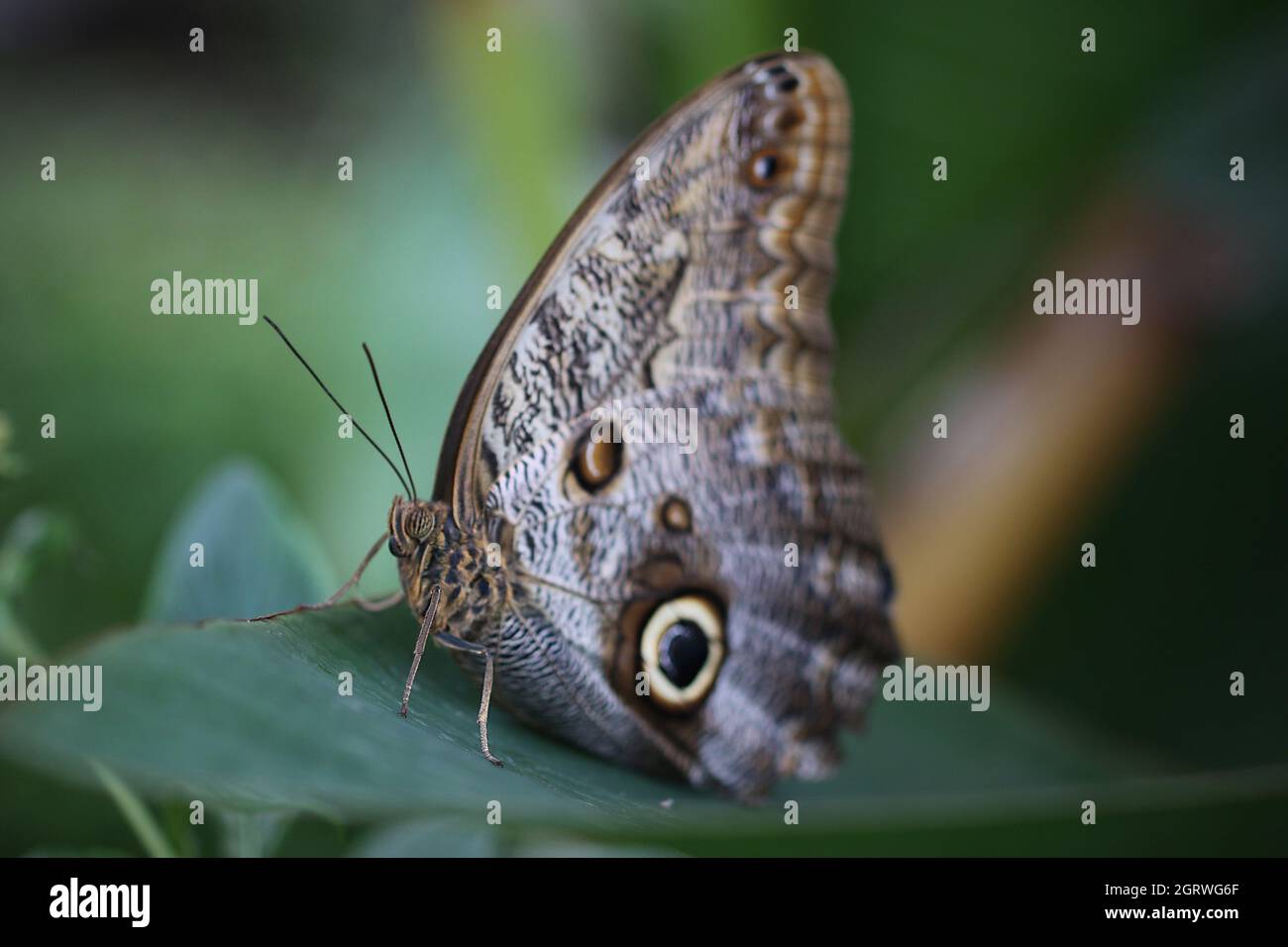 Butterfly joint hi-res stock photography and images - Alamy