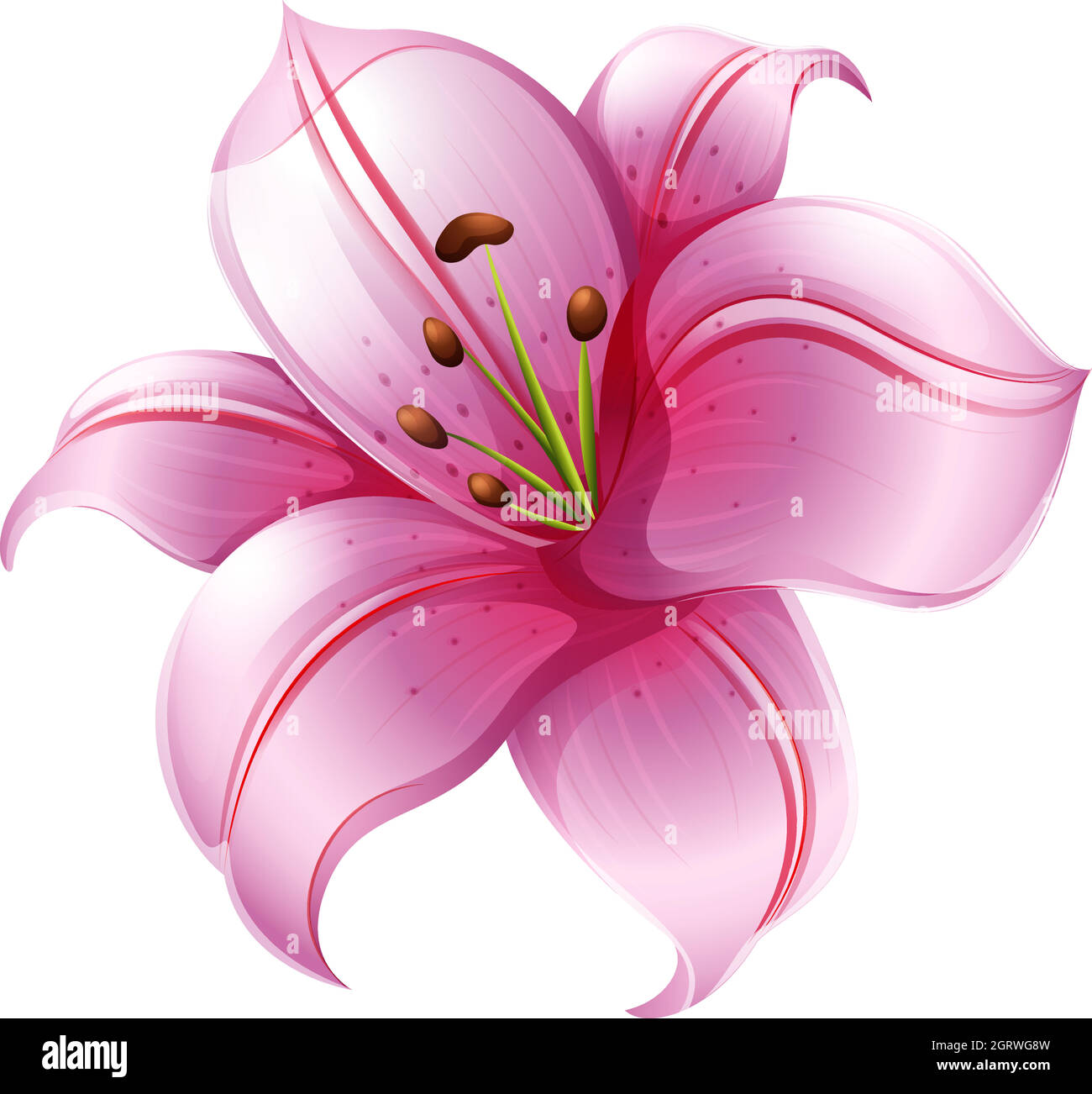 Lily flower pink Cut Out Stock Images & Pictures - Alamy