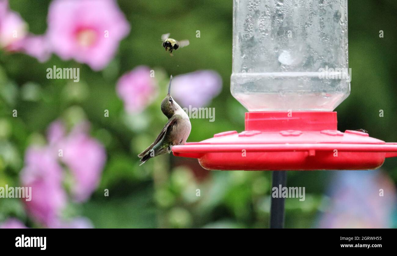 Bumblebee hummingbird hi-res stock photography and images - Alamy