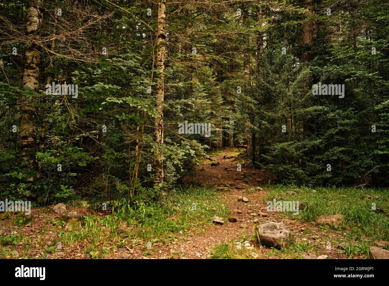path to the coniferous forest Stock Photo - Alamy