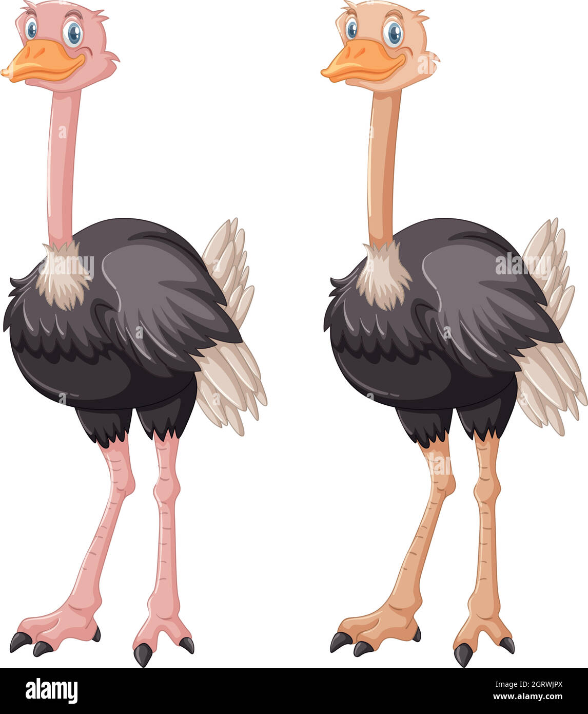 Two ostriches on white background Stock Vector Image & Art - Alamy