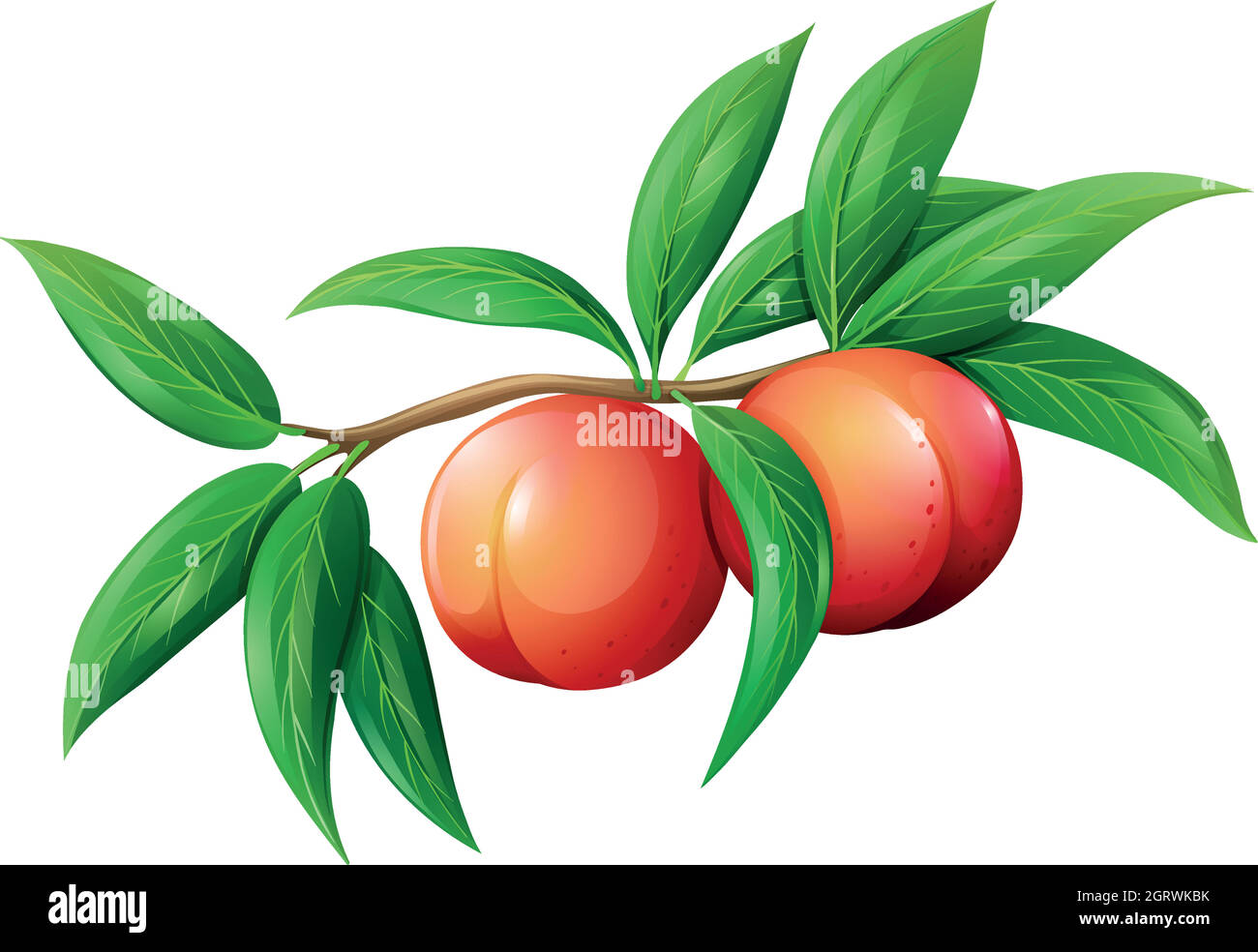Peaches art design Cut Out Stock Images & Pictures - Alamy