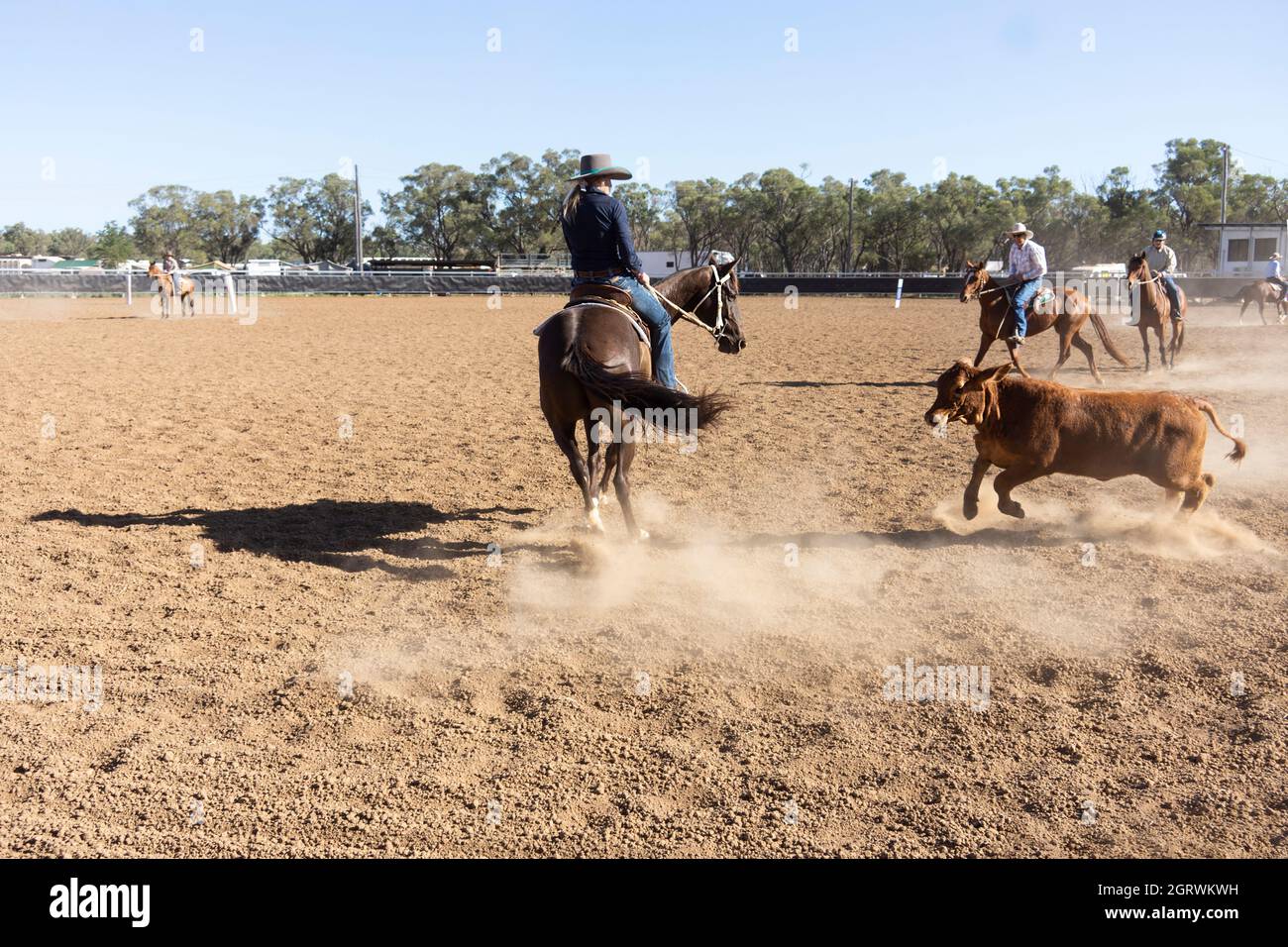 Calf riding hi-res stock photography and images - Alamy
