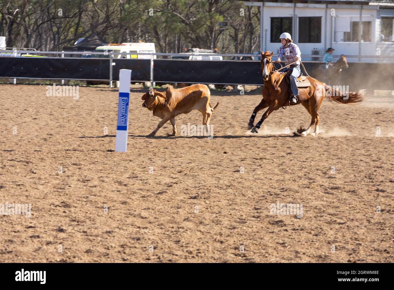 Camp Drafting High Resolution Stock Photography and Images - Alamy