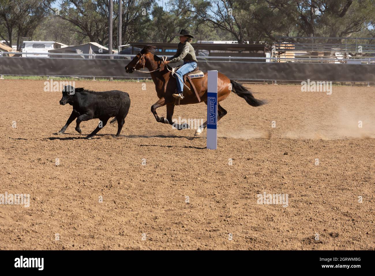 An Australian cowgirl rounds up a calf in a dusty arena at an ...